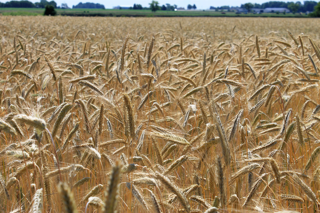 Findlay's Organics | Farmer Direct, USDA Organic Grains & Legumes