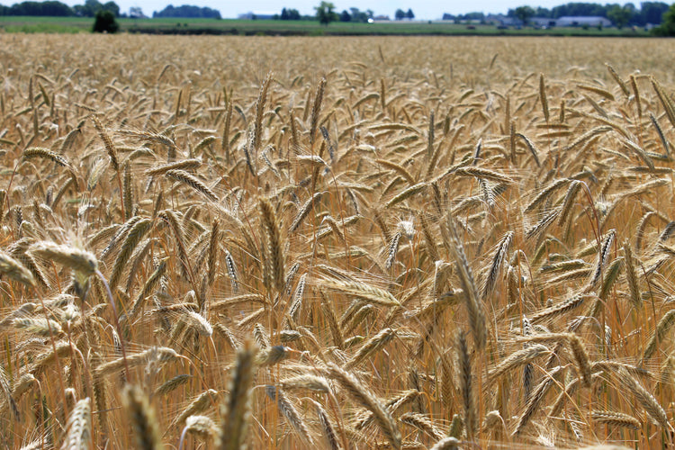 Findlay's Organics | Farmer Direct, USDA Organic Grains & Legumes