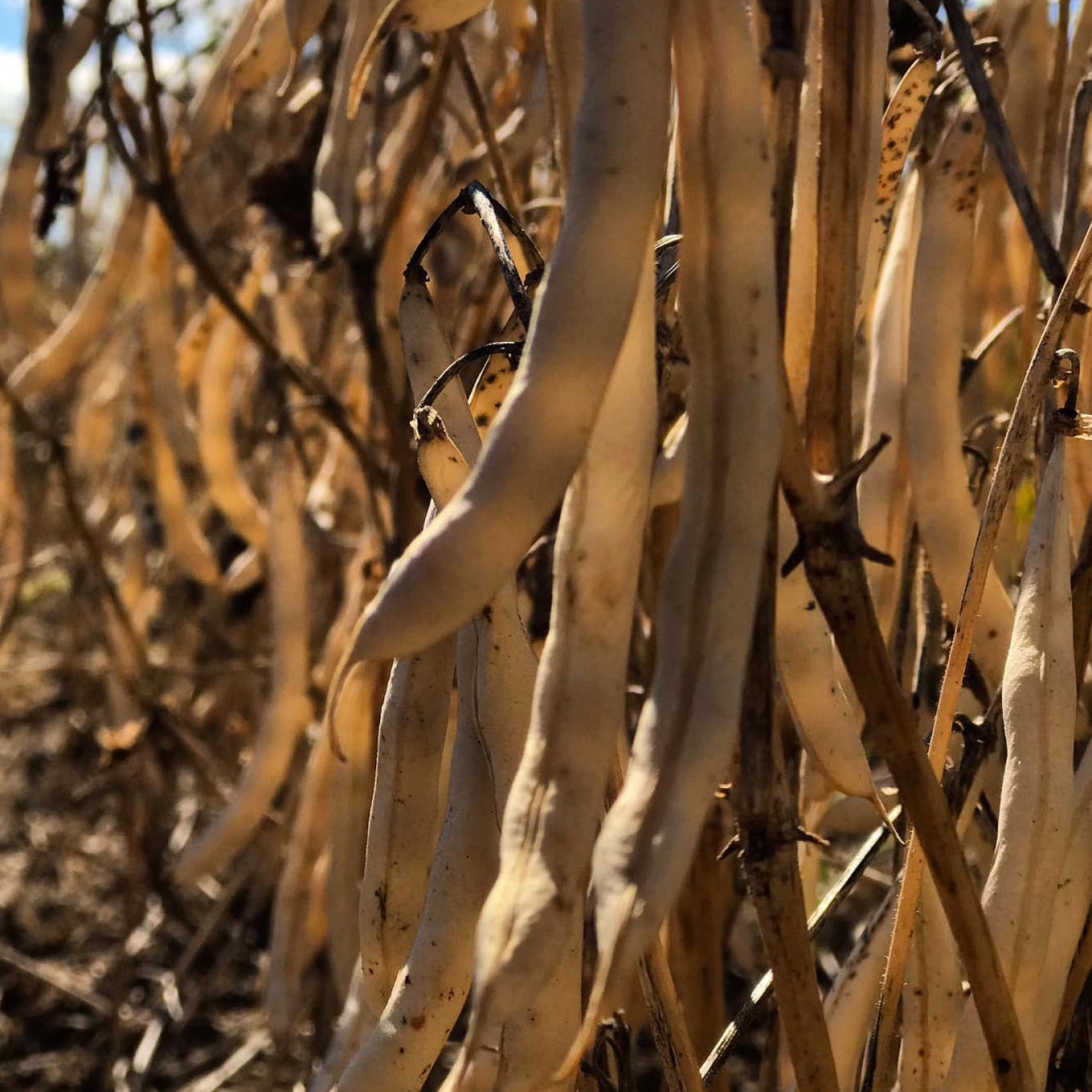 Navy Beans // Michigan Grown, USDA Organic Certified, Non-GMO – Findlay ...